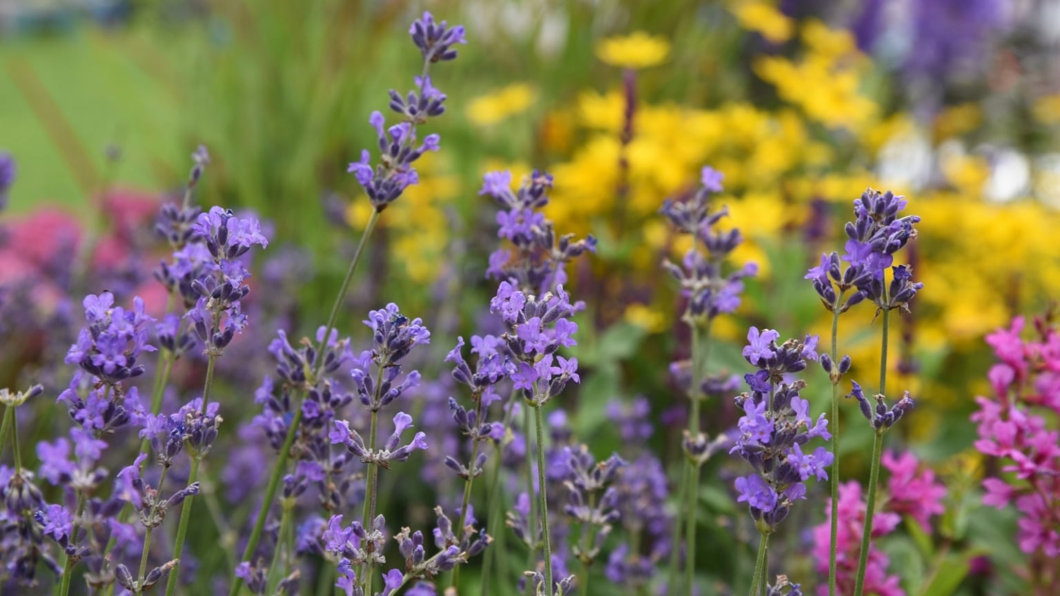 How to Plant, Grow, and Care for Munstead Lavender