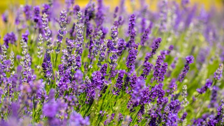 Plant These 15 Flowers in May