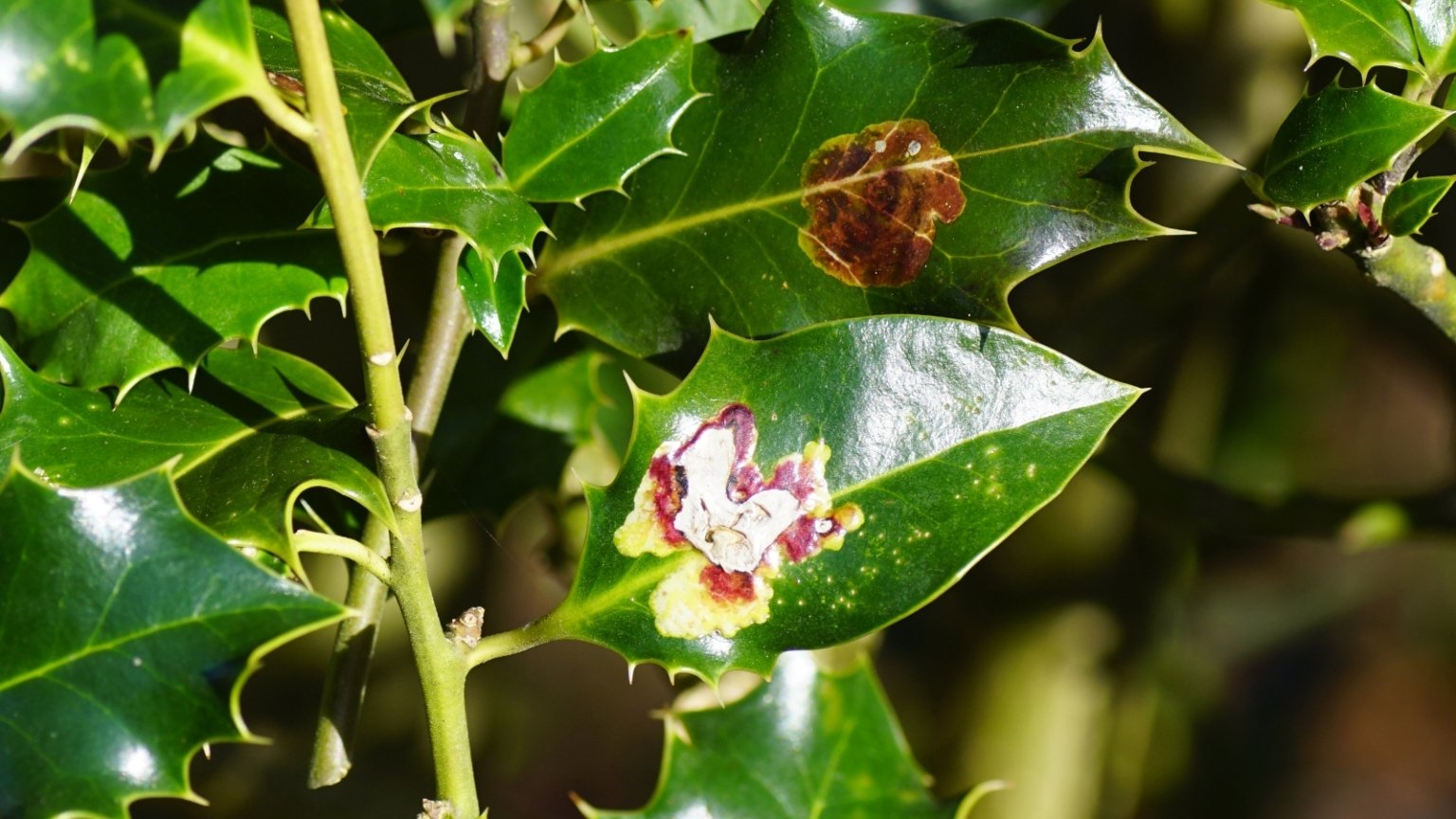 How to Plant, Grow, and Care for 'Nellie Stevens' Holly