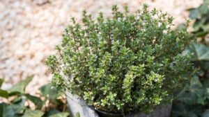 15 Varieties of Thyme For Your Garden