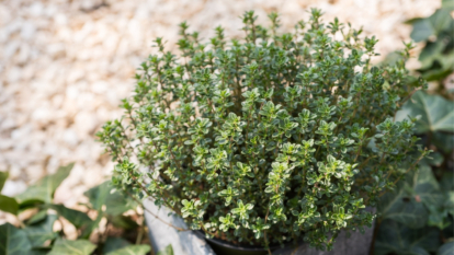 15 Varieties of Thyme For Your Garden