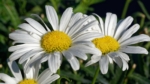 How to Plant, Grow, and Care for Shasta Daisies