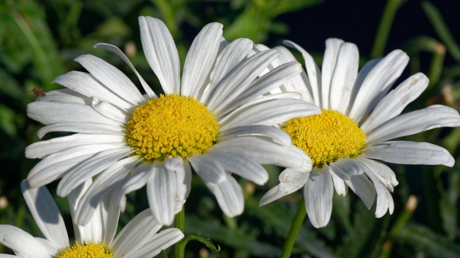 How to Plant, Grow, and Care for Shasta Daisies