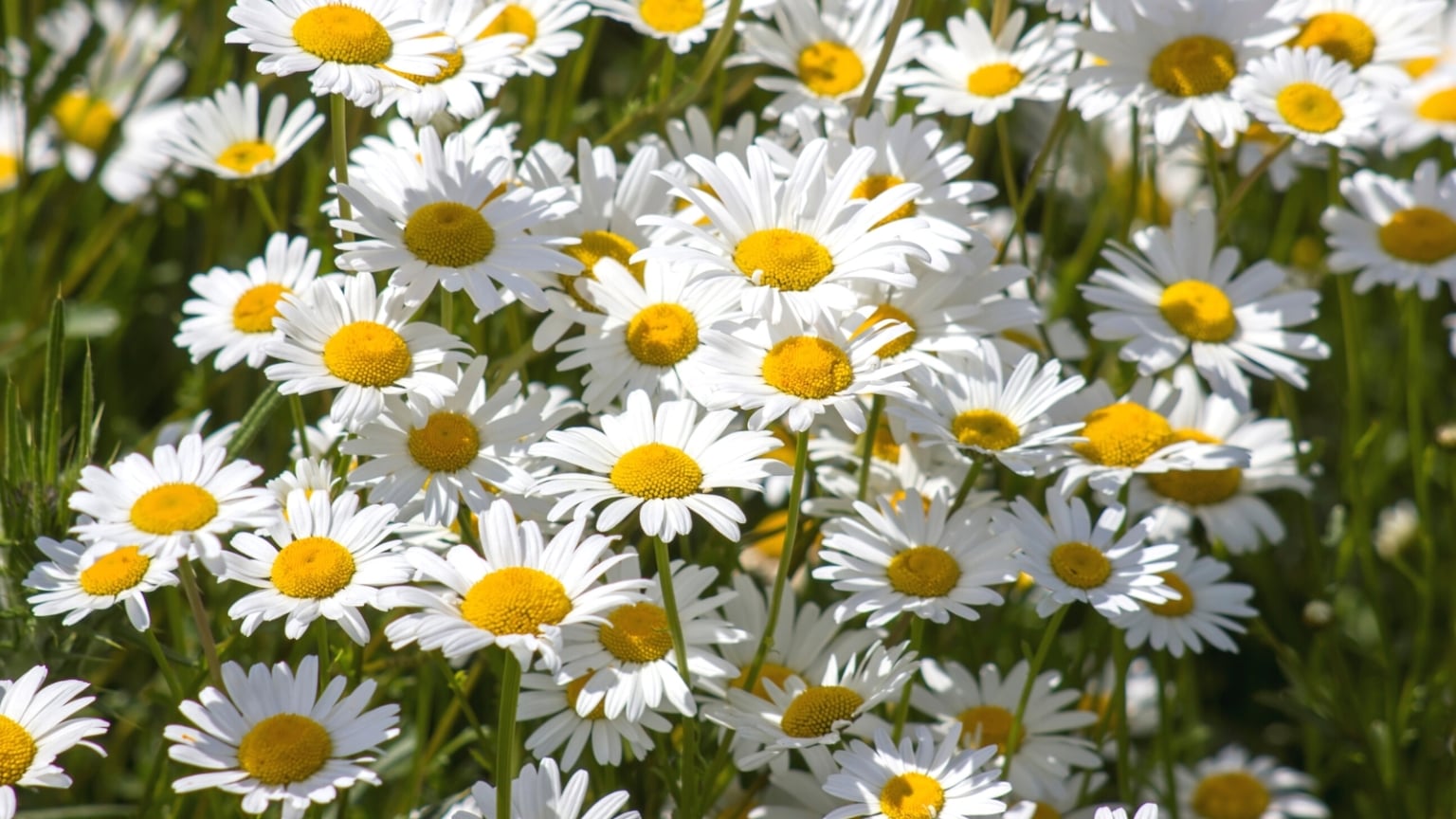 How to Plant, Grow, and Care for Oxeye Daisies