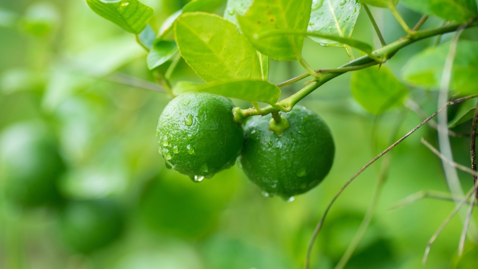 How to Plant, Grow, and Care for Dwarf Lime Trees