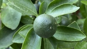 How to Plant, Grow, and Care for Dwarf Lime Trees