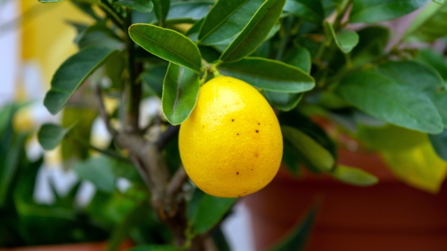 How to Plant, Grow, and Care for Dwarf Lime Trees