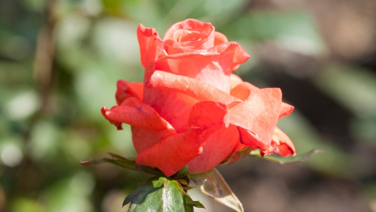 15 Recommended Floribunda Rose Varieties for the Home Garden