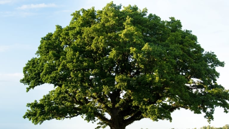 15 Trees to Plant This Arbor Day