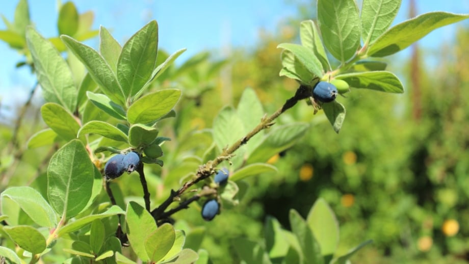 How to Plant, Grow, and Care for Honeyberry Shrubs