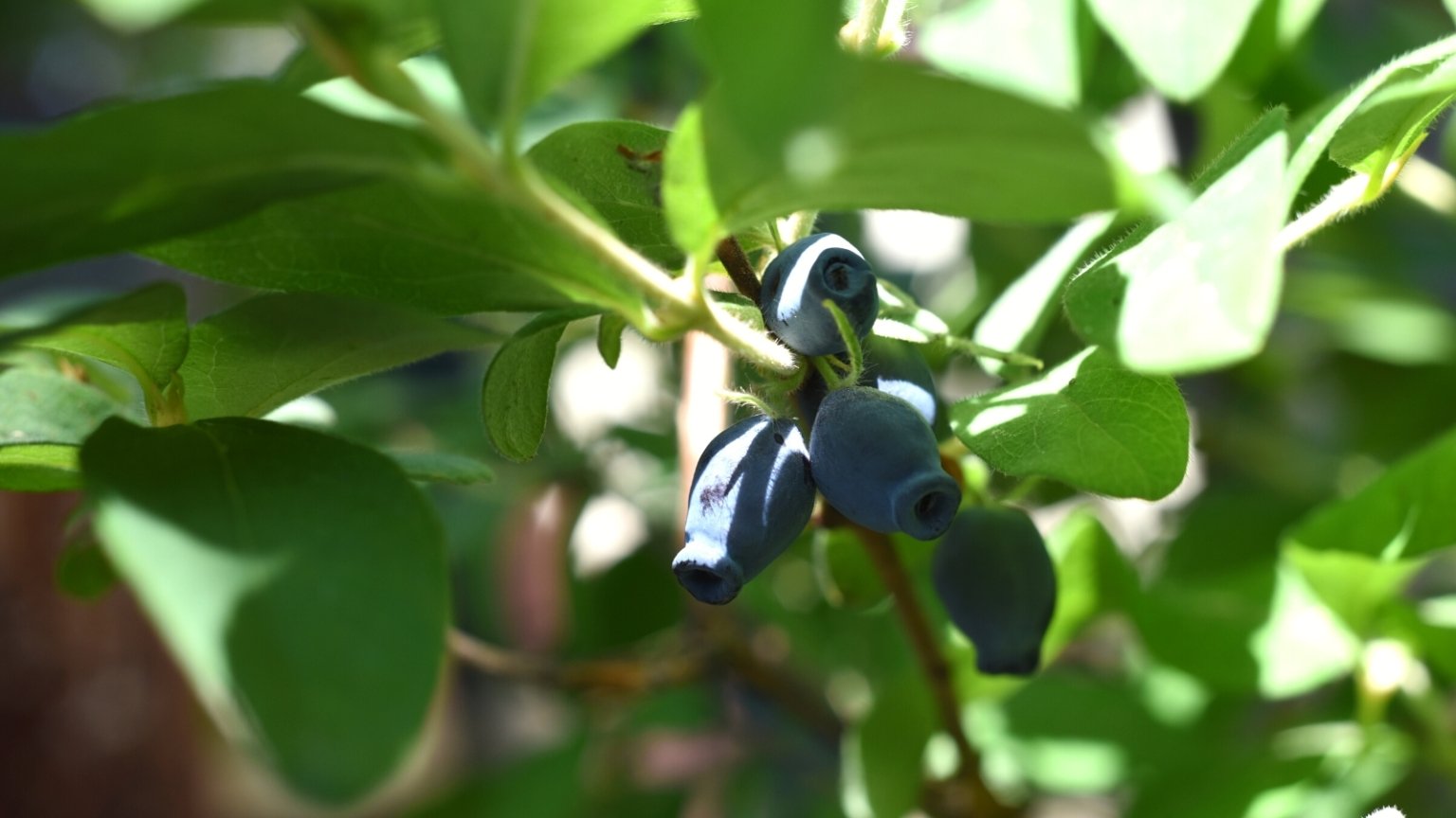 How to Plant, Grow, and Care for Honeyberry Shrubs