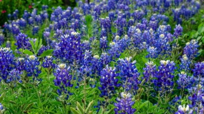 How to Plant, Grow, and Care for Texas Bluebonnets