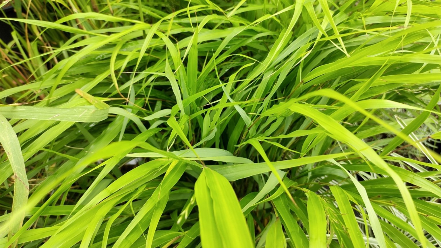 9 Best Varieties of Japanese Forest Grass