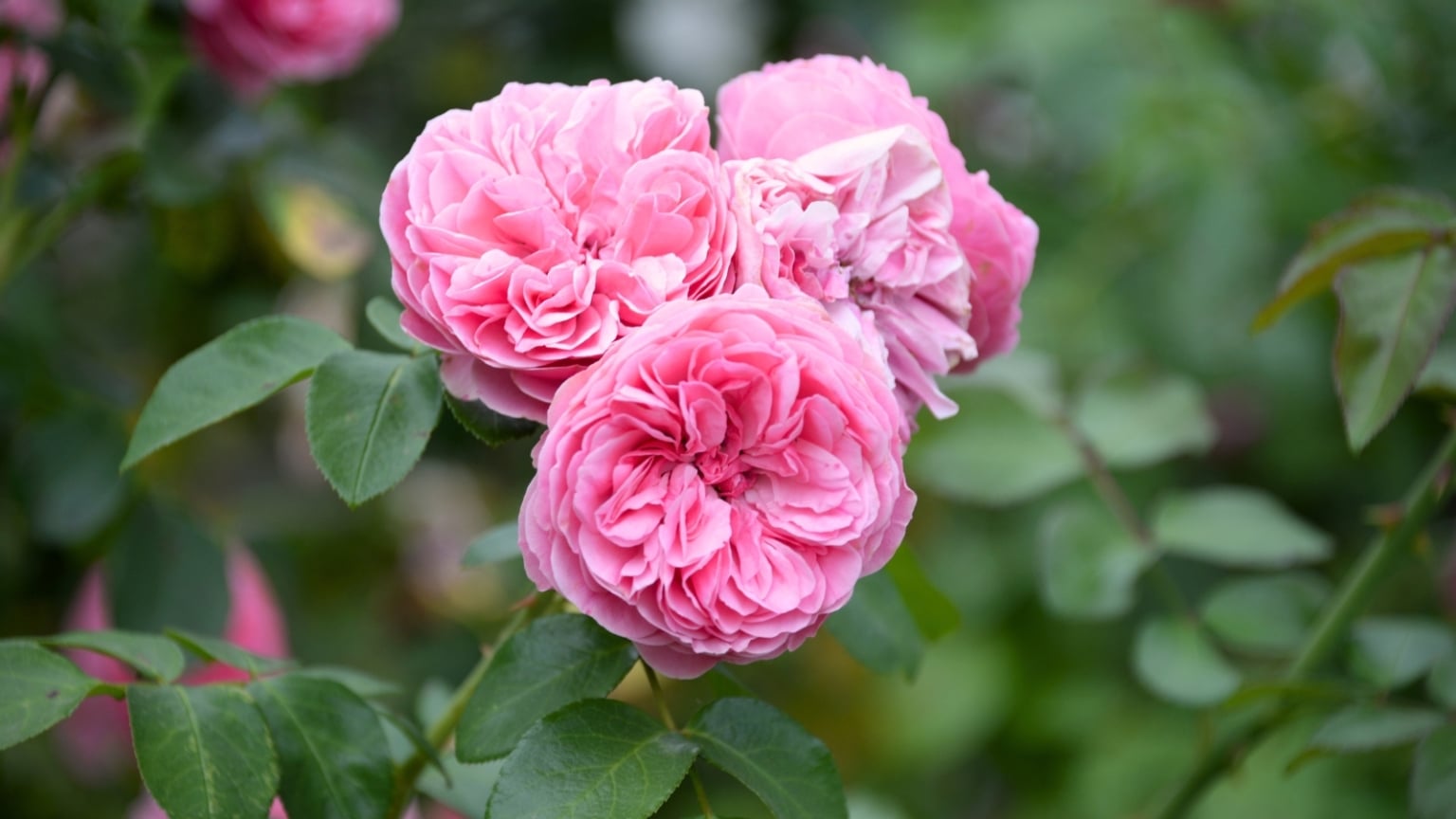 How to Plant, Grow, and Care for Madame Ernest Calvat Roses