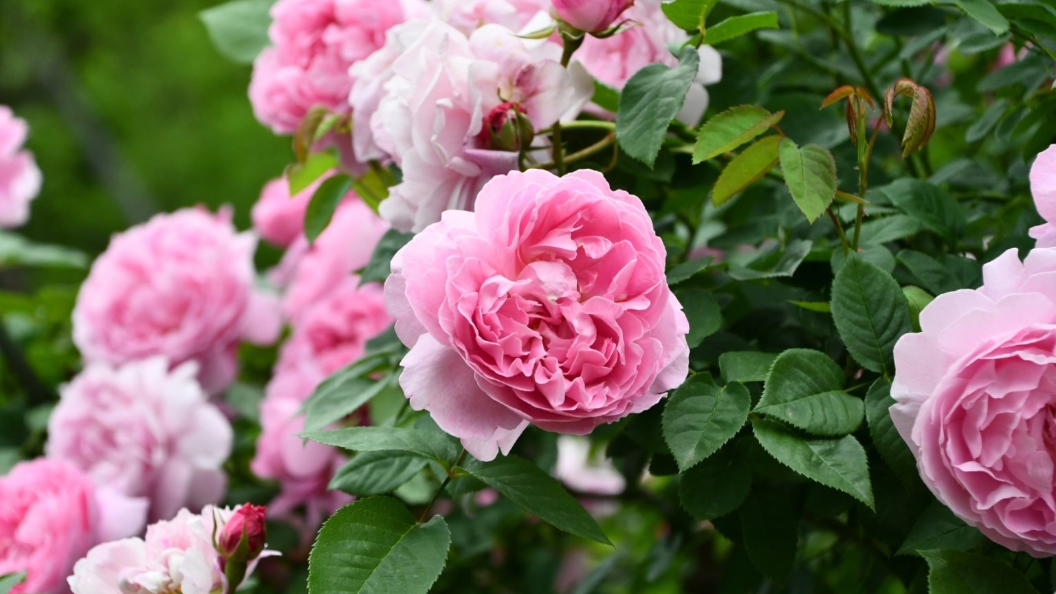 How to Plant, Grow, and Care for Madame Ernest Calvat Roses
