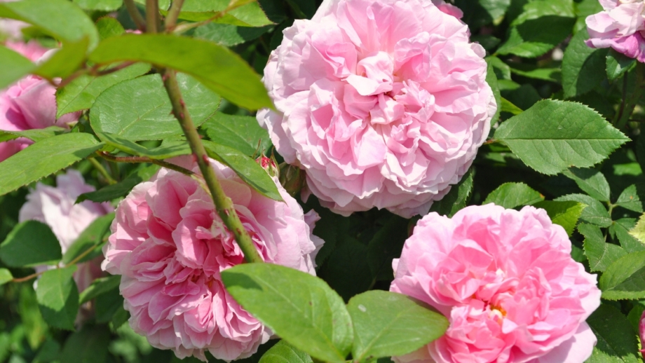 How to Plant, Grow, and Care for Madame Ernest Calvat Roses