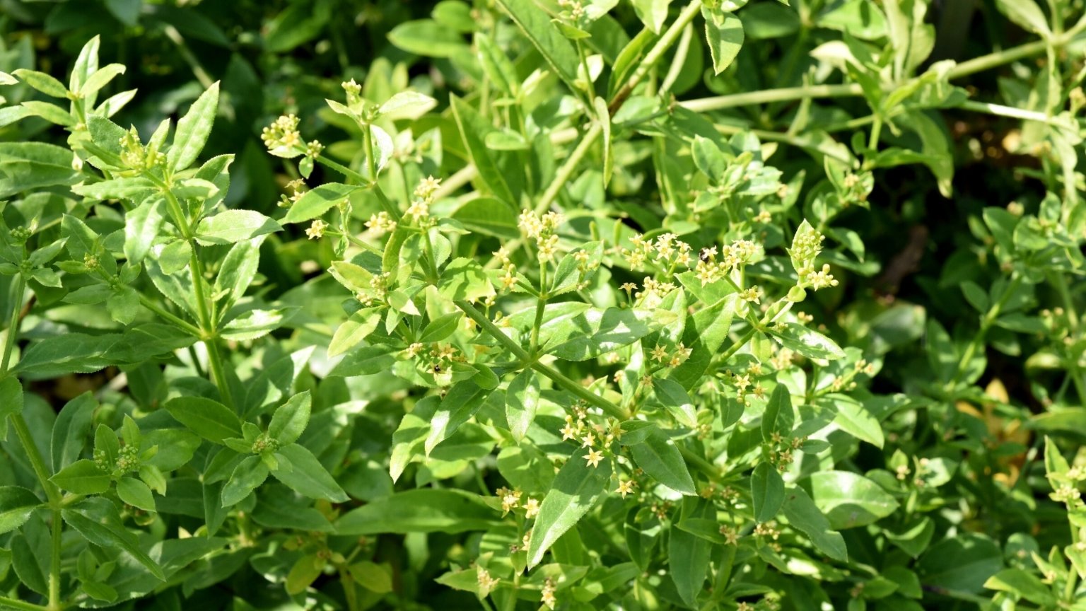 21 Garden Plants to Use as Natural Dyes