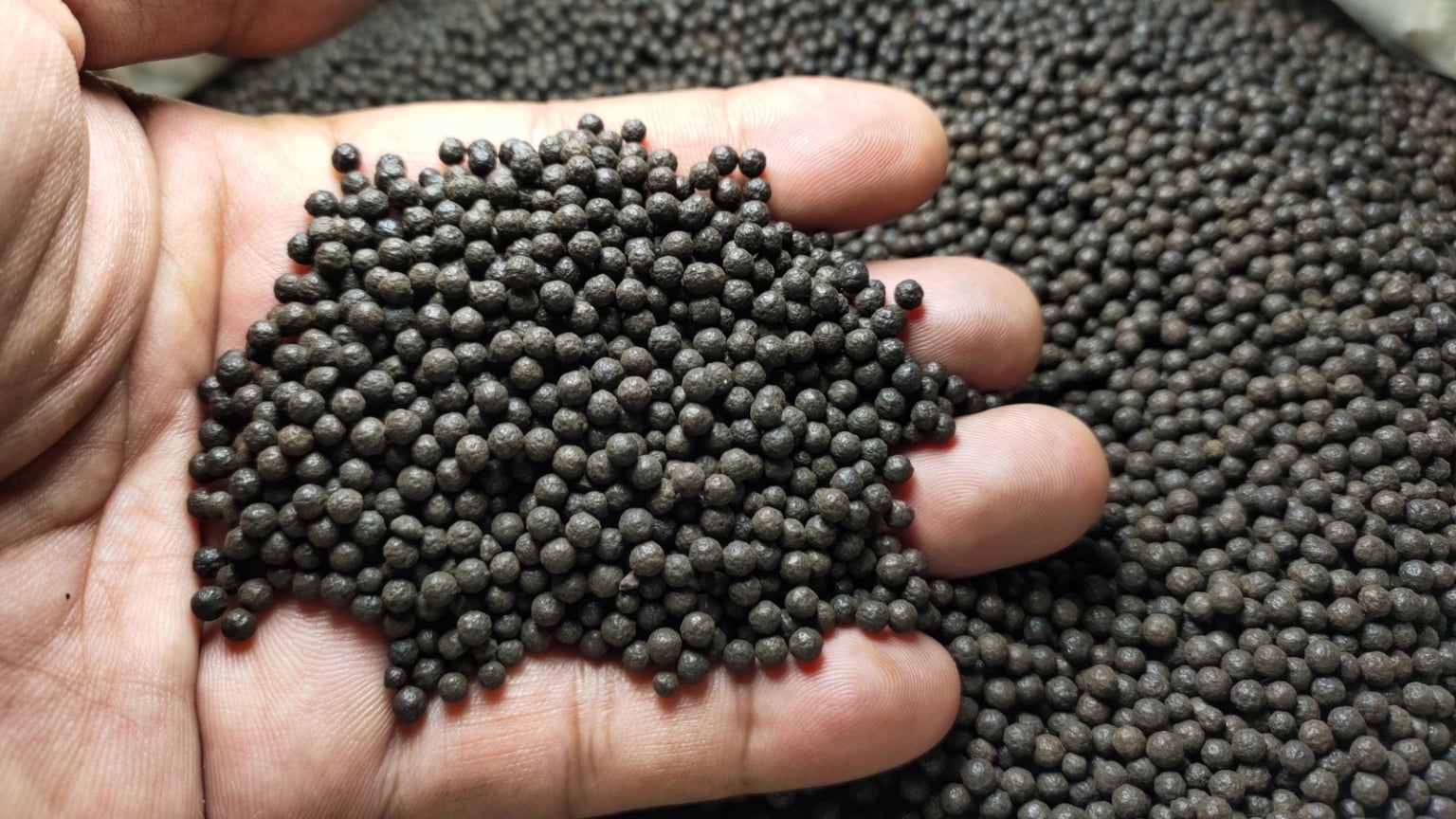 How to Plant, Grow, and Care for Microbiota Decussata