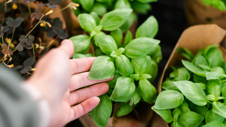 How to Prevent Your Basil From Bolting: 7 Pro Tips