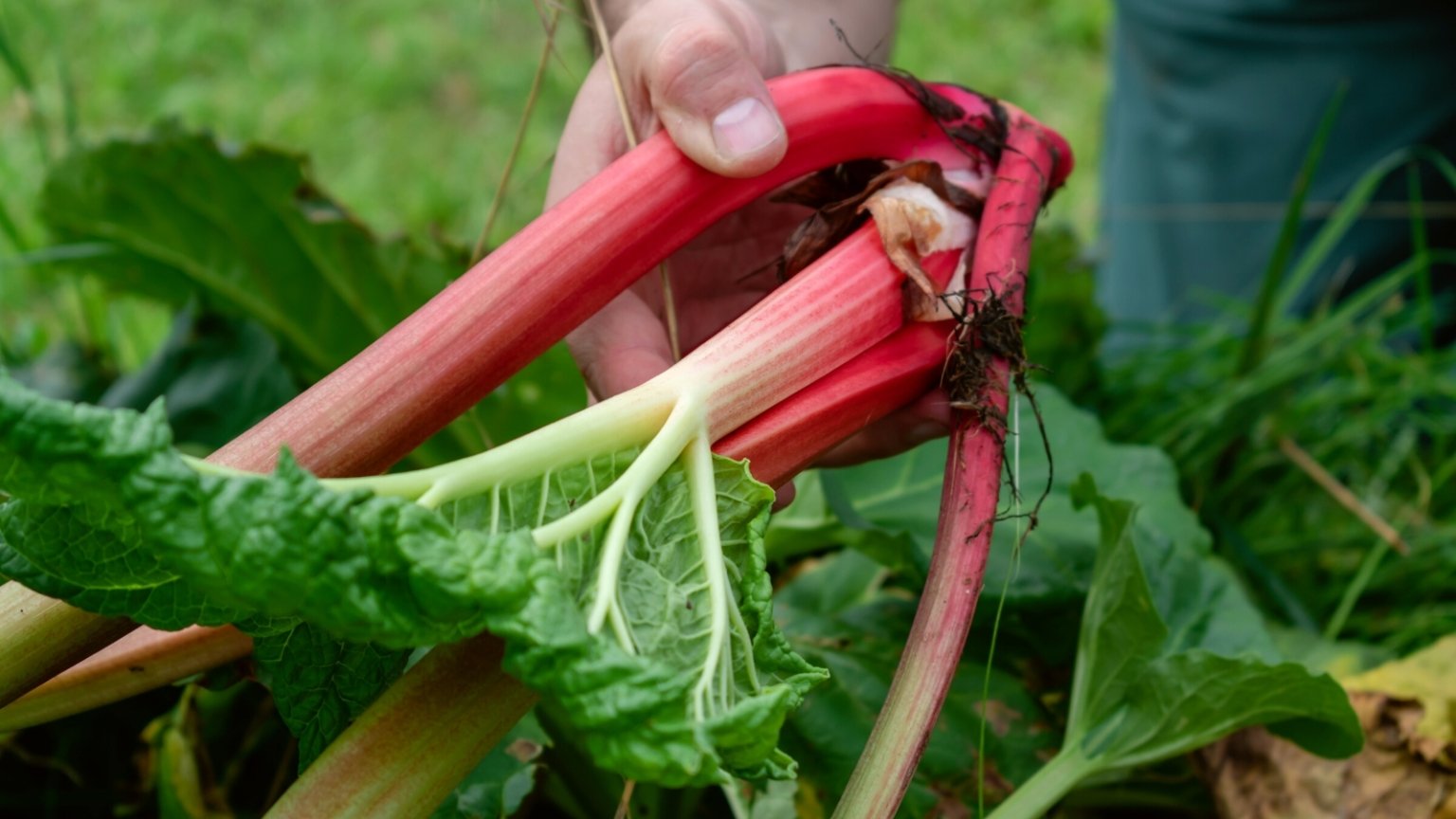 When to Plant and Harvest Rhubarb