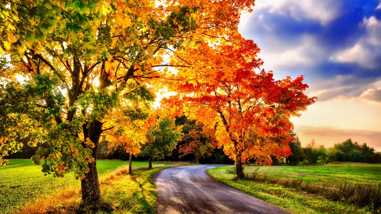 15 Trees to Plant This Arbor Day