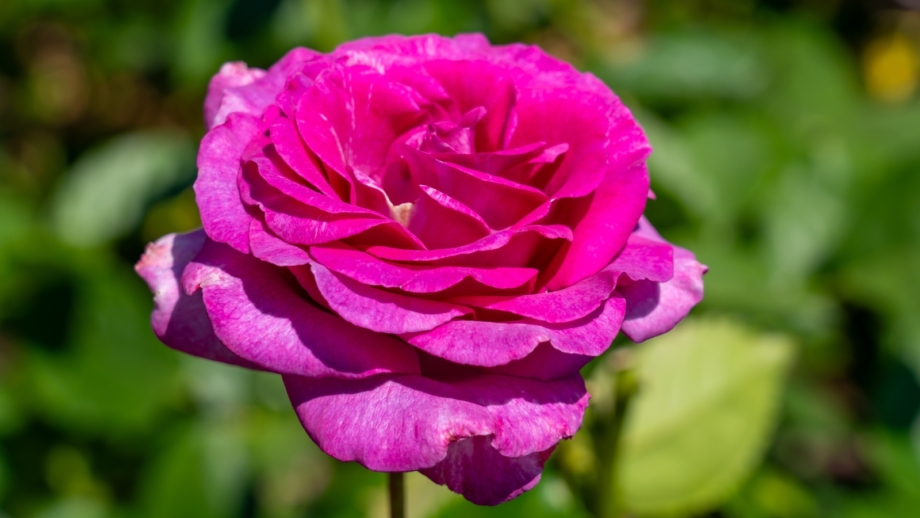 How to Plant, Grow, and Care for Grandiflora Roses