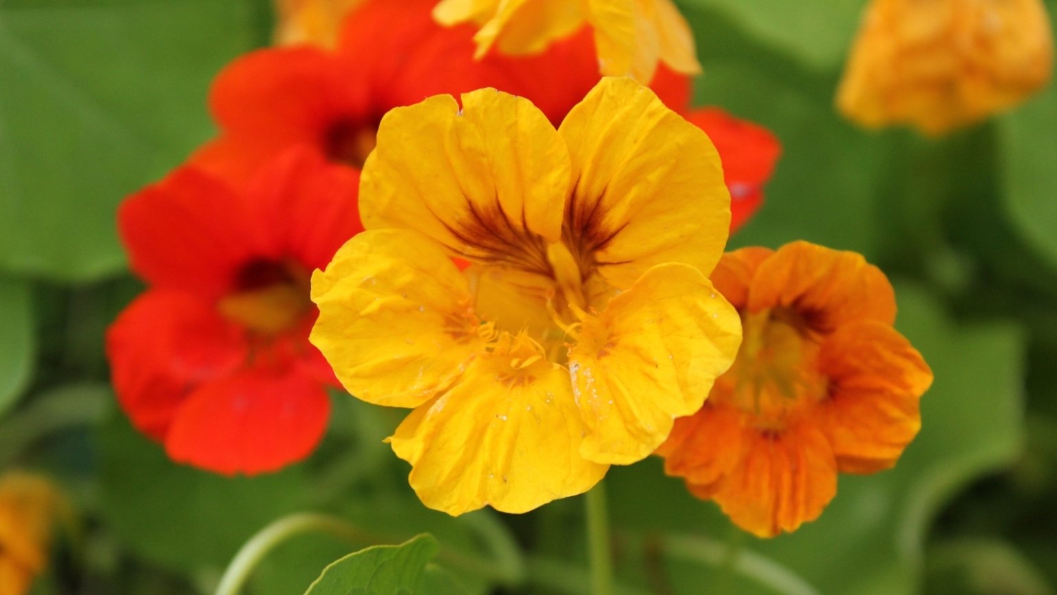 21 Best Flowers To Plant in Your Vegetable Garden