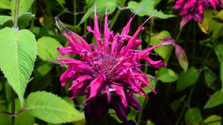 17 Best Bee Balm Varieties for the Home Garden