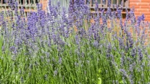 How to Plant, Grow, and Care for Munstead Lavender