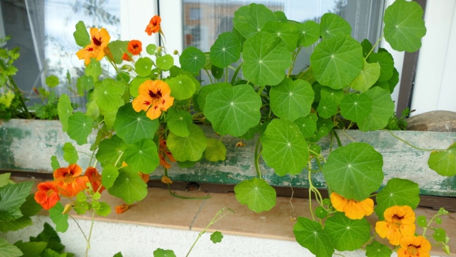 15 Stunning Window Box Flower Ideas