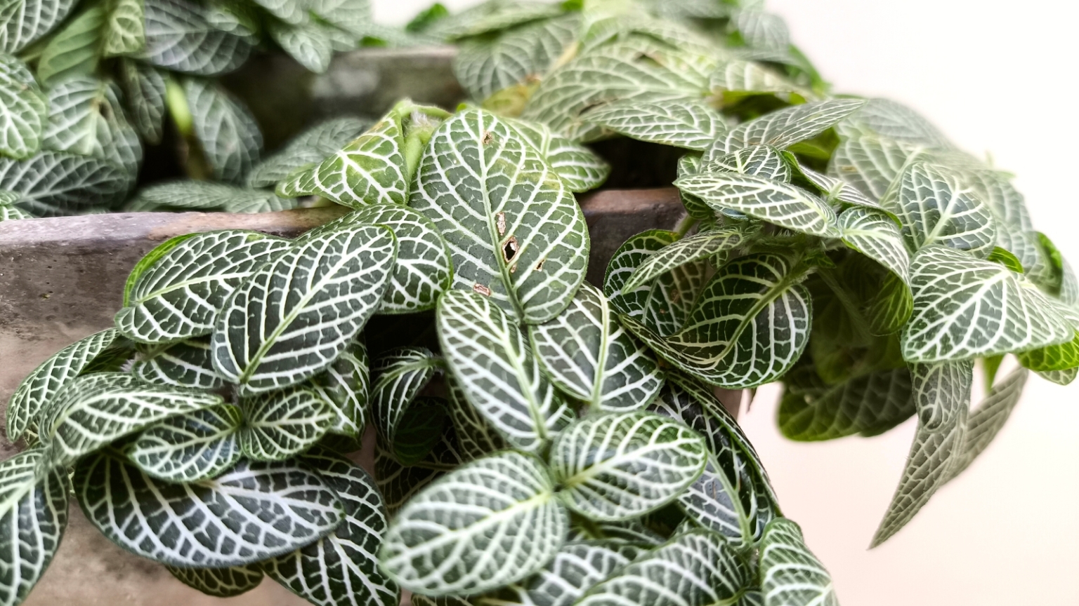 27 Houseplants with Fun Foliage
