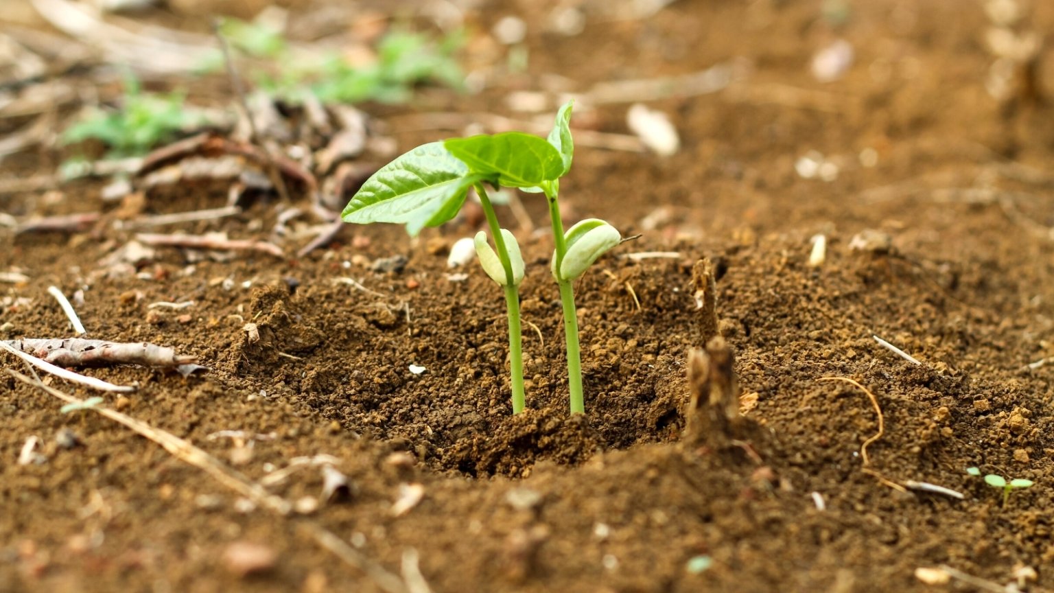 Which Seeds Need Scarification?