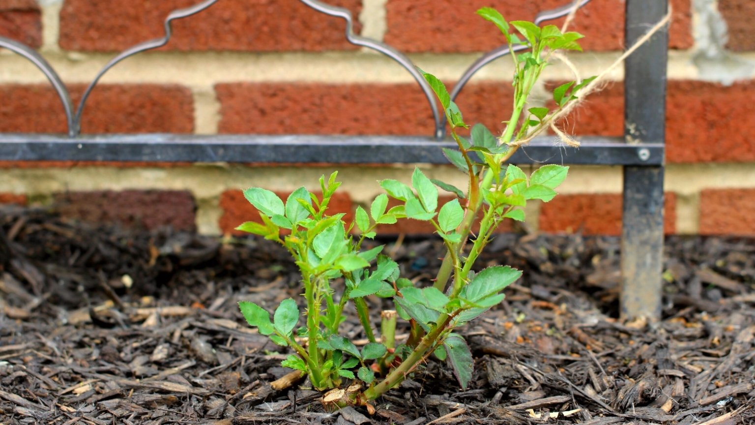 How to Train Climbing Roses