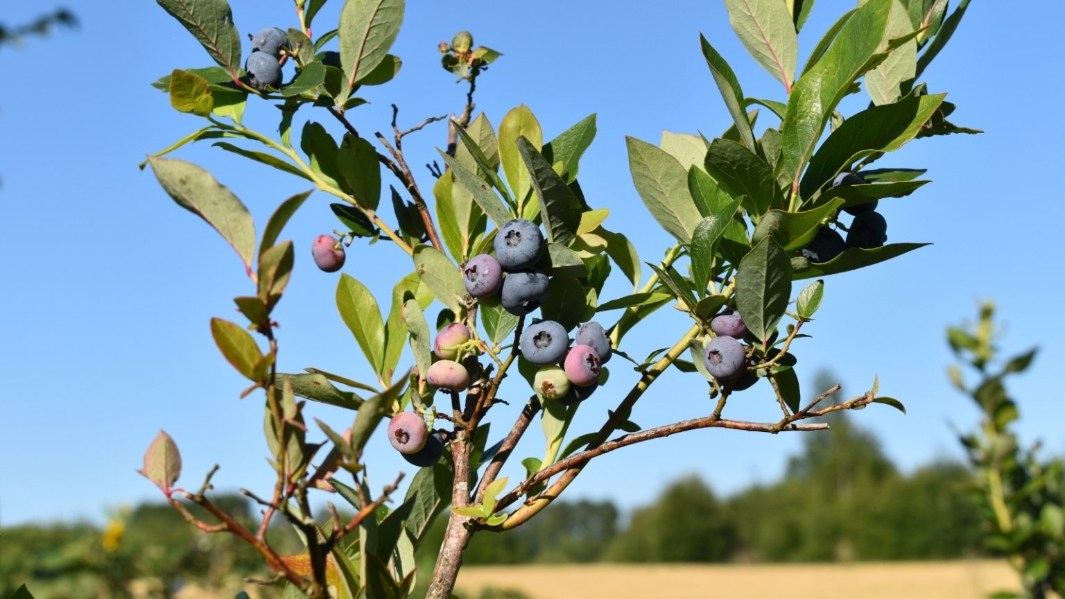 How to Plant, Grow, and Care for 'Duke’ Blueberries