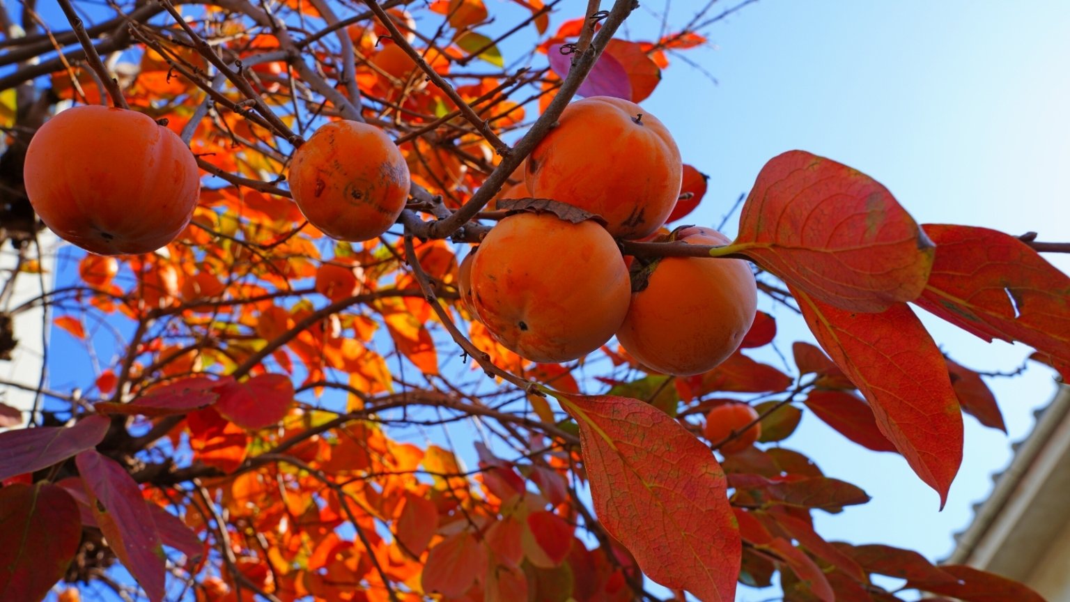 How to Plant, Grow, and Care For 'Fuyu' Persimmon
