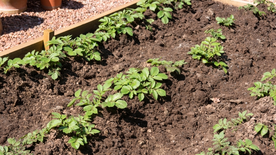 9 Tips for Planting Potatoes This Season