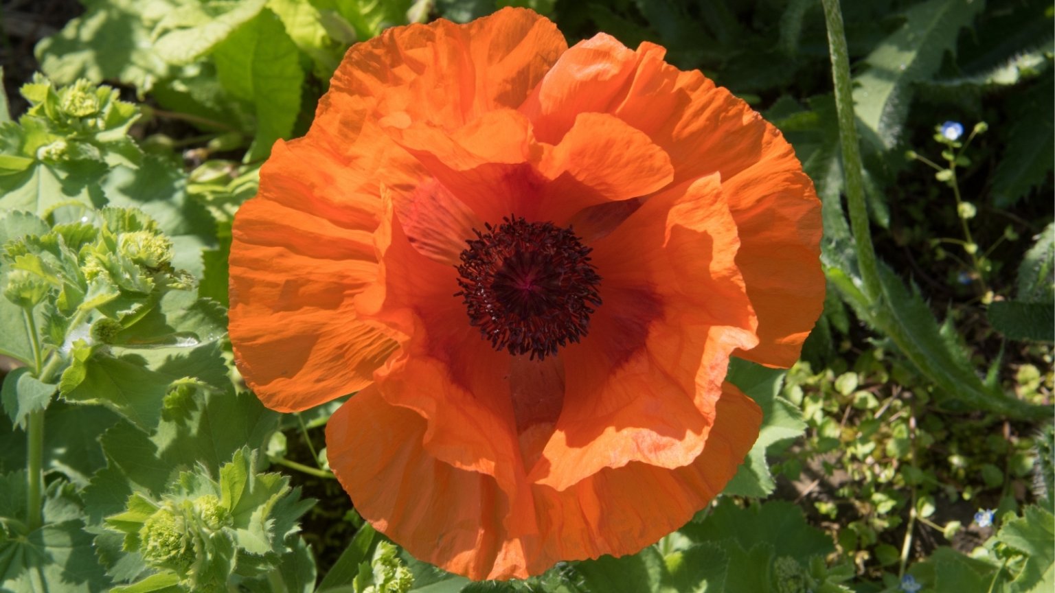 31 Beautiful Poppy Varieties for Your Garden