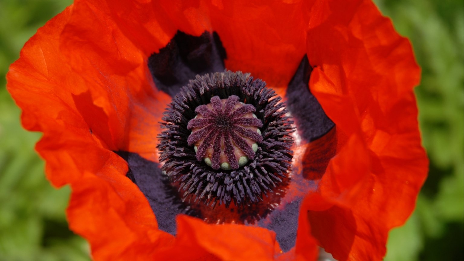 31 Beautiful Poppy Varieties for Your Garden
