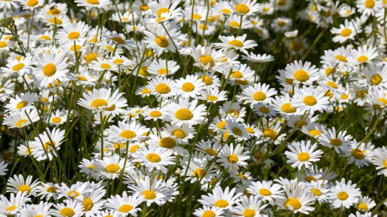 How to Plant, Grow, and Care for Oxeye Daisies