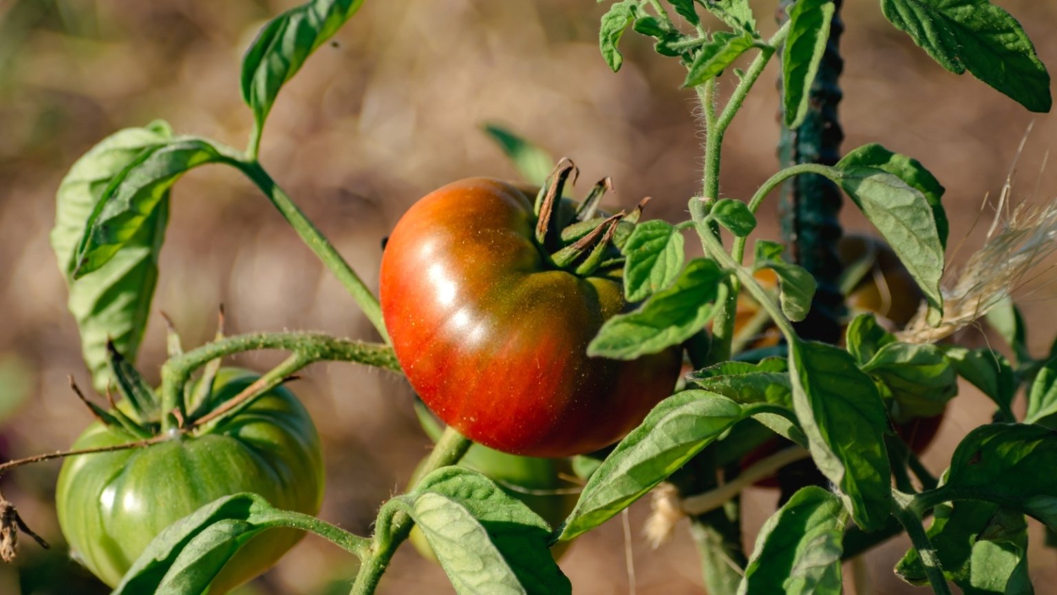 21 Best Heirloom Tomato Varieties For Your Garden