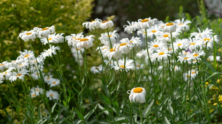 How to Plant, Grow, and Care for Oxeye Daisies
