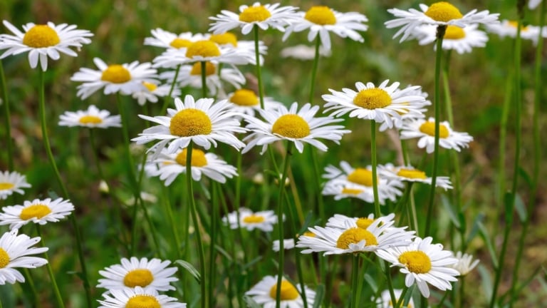 How to Plant, Grow, and Care for Oxeye Daisies