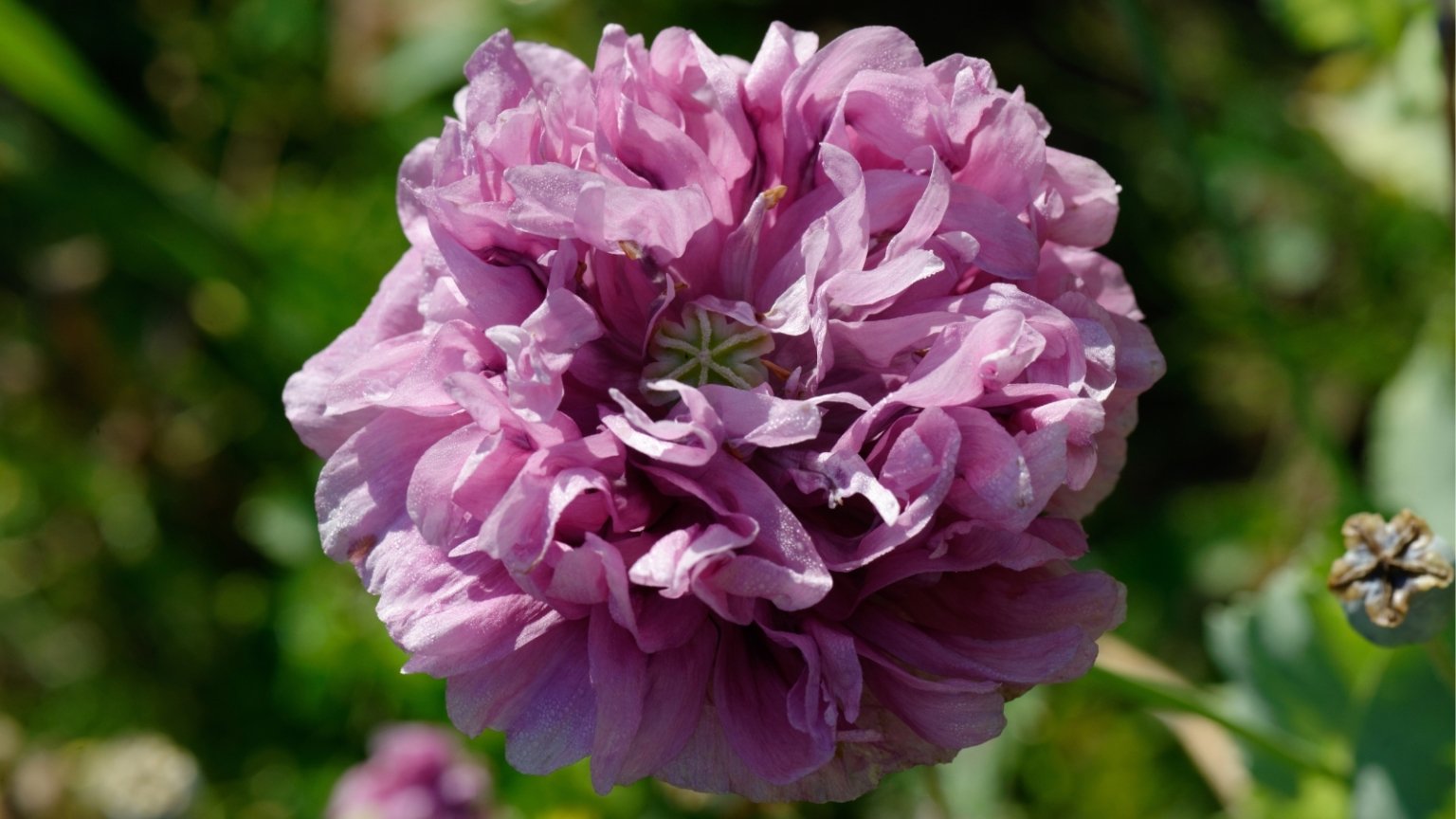 31 Beautiful Poppy Varieties for Your Garden