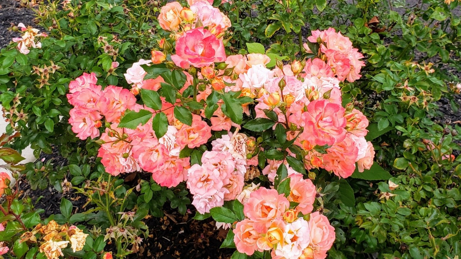 How to Plant, Grow, and Care for Drift Roses