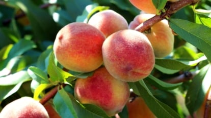 15 Fruit Trees to Plant this Spring