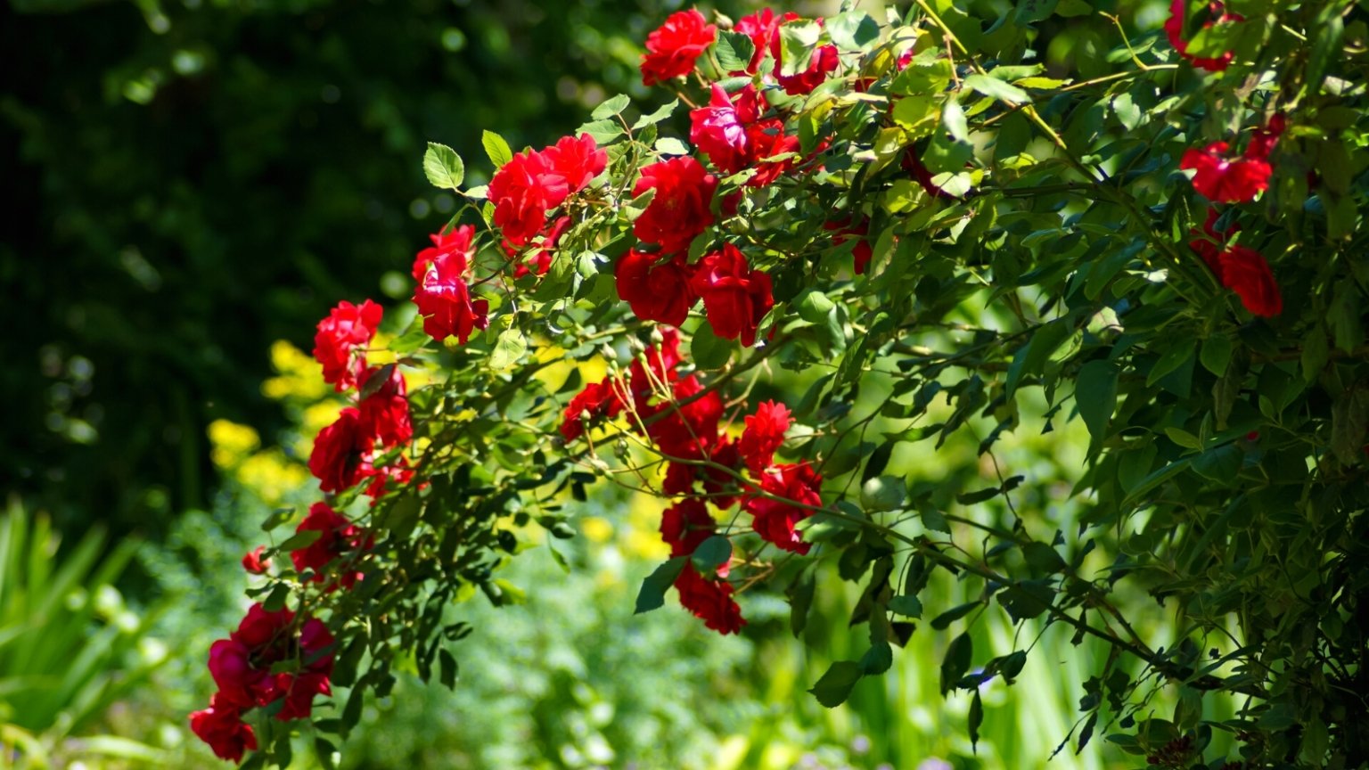 How to Train Climbing Roses