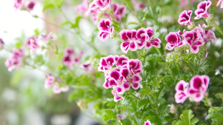 How to Plant, Grow, and Care for Scented-Leaved Geraniums