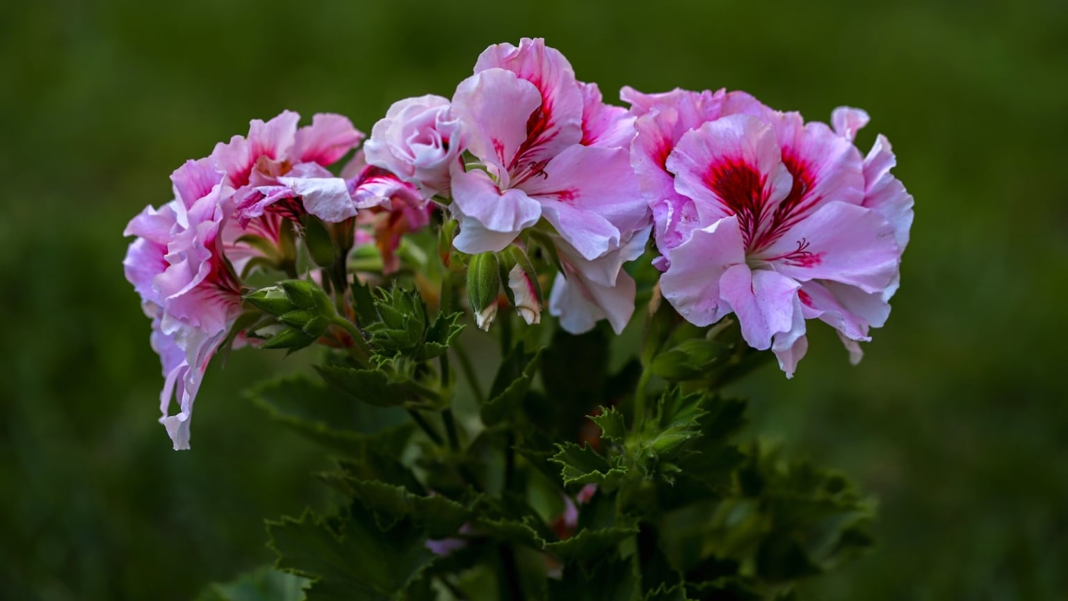 How to Plant, Grow, and Care for Geraniums