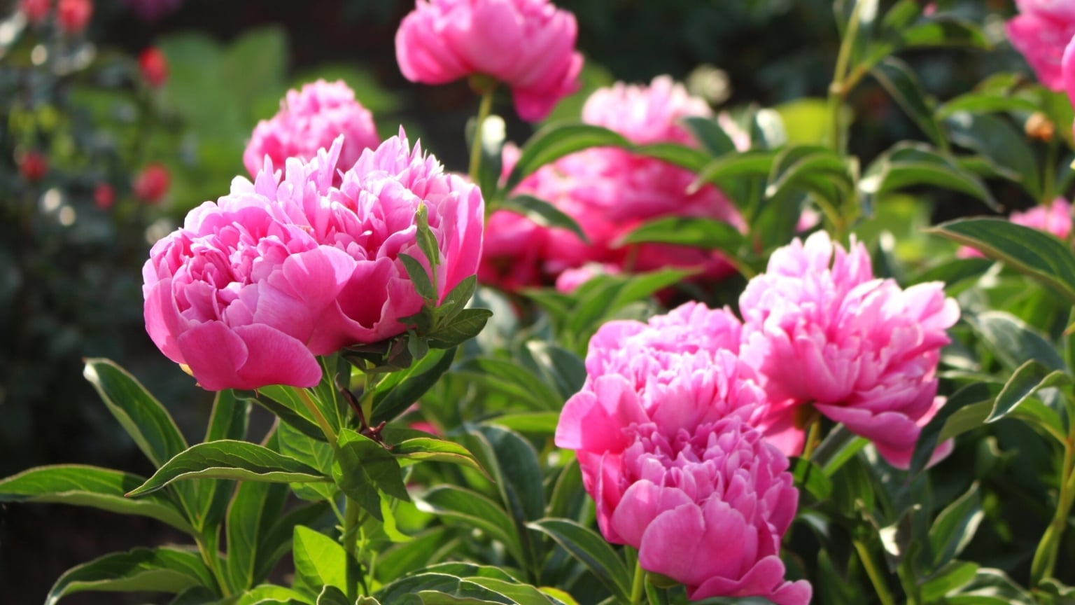 Plant These 15 Flowers in May