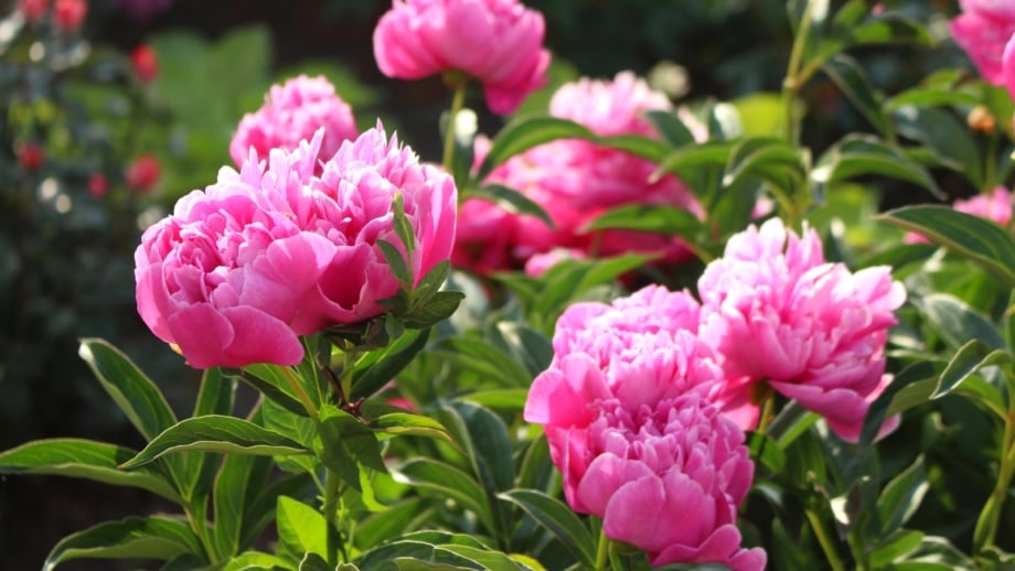 Plant These 15 Flowers in May